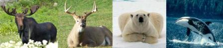 Native Animals In Canada